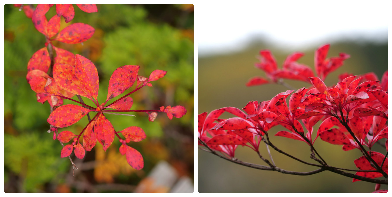 紅葉の名所「白駒の池」のご案内 | 内田孔建設株式会社
